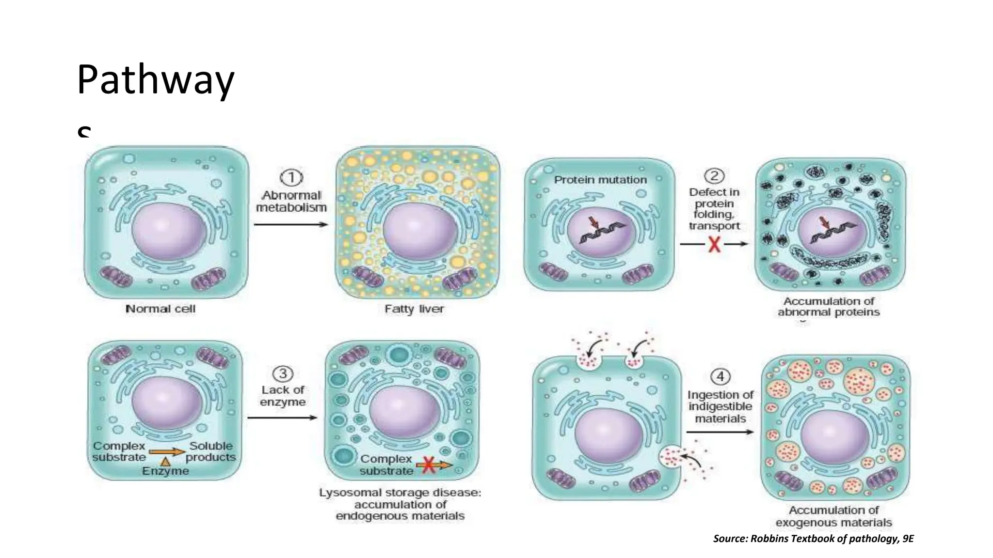 Week 1 Theme Cell Injury Cell Death and Adaptations.pptx