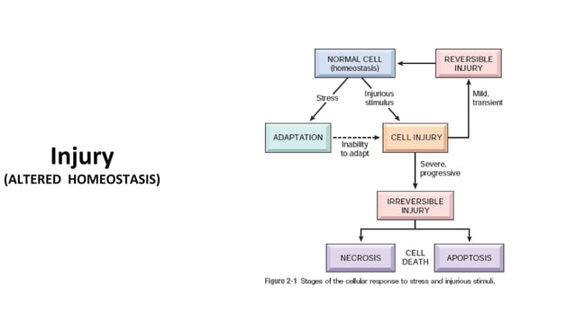Week 1 Theme Cell Injury Cell Death and Adaptations.pptx