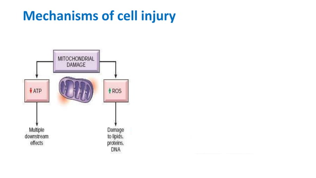 Week 1 Theme Cell Injury Cell Death and Adaptations.pptx
