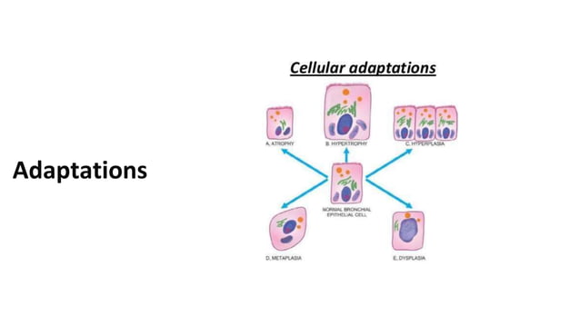 Week 1 Theme Cell Injury Cell Death and Adaptations.pptx
