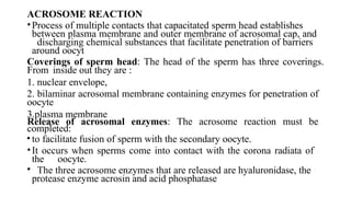 week 1 to 3 of development.pptx for school | PPTX