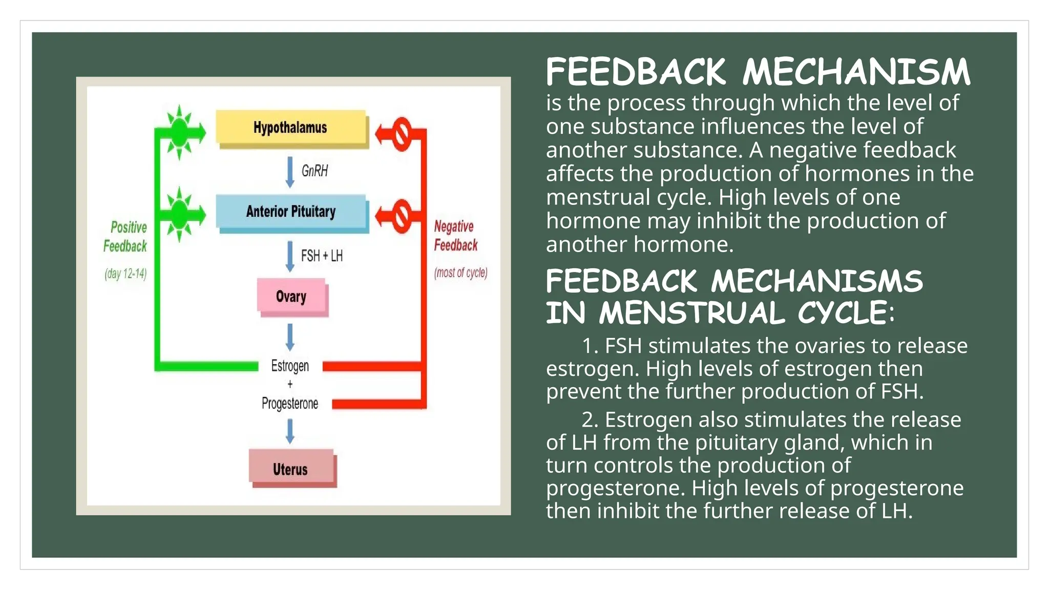 FEEDBACK MECHANISMS INVOLVED IN REGULATING PROCESSES IN THE FEMALE ...