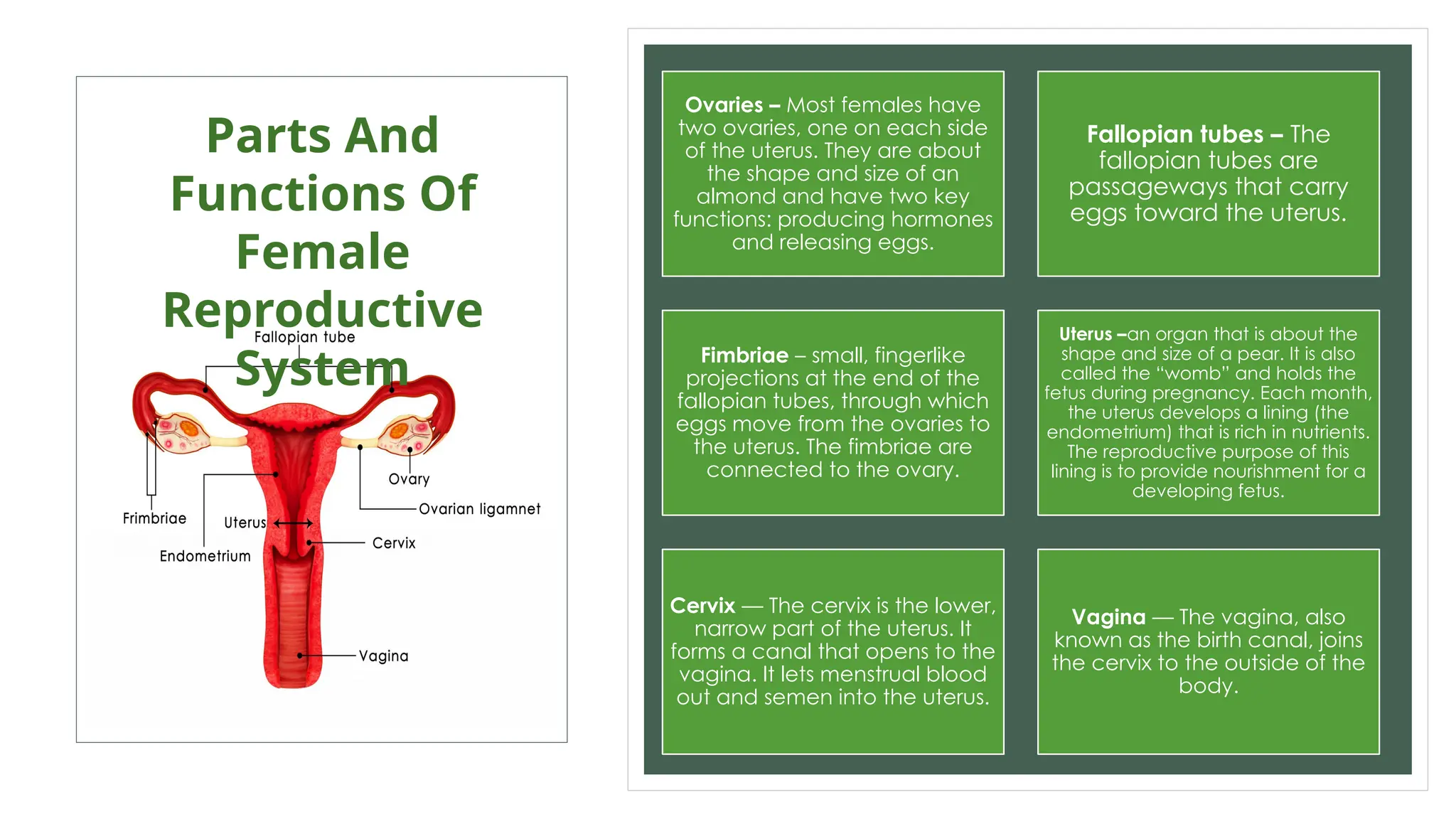 FEEDBACK MECHANISMS INVOLVED IN REGULATING PROCESSES IN THE FEMALE ...