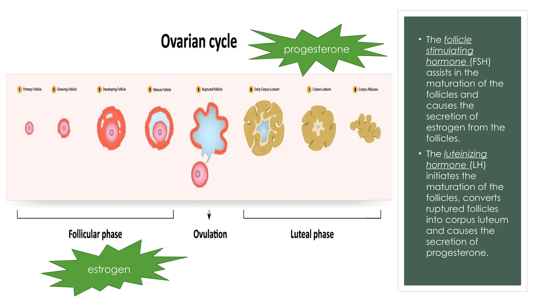 FEEDBACK MECHANISMS INVOLVED IN REGULATING PROCESSES IN THE FEMALE ...