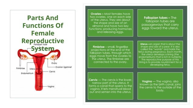 FEEDBACK MECHANISMS INVOLVED IN REGULATING PROCESSES IN THE FEMALE ...