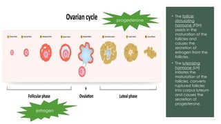 FEEDBACK MECHANISMS INVOLVED IN REGULATING PROCESSES IN THE FEMALE ...