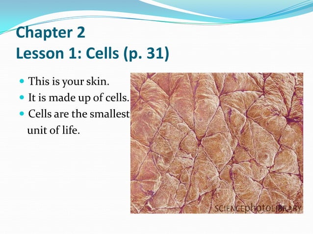 cells - grade 6 | PPTX