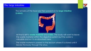 Food and Digestion | PPTX