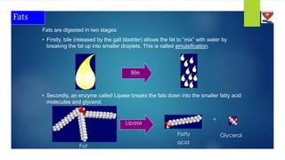 Food and Digestion | PPTX