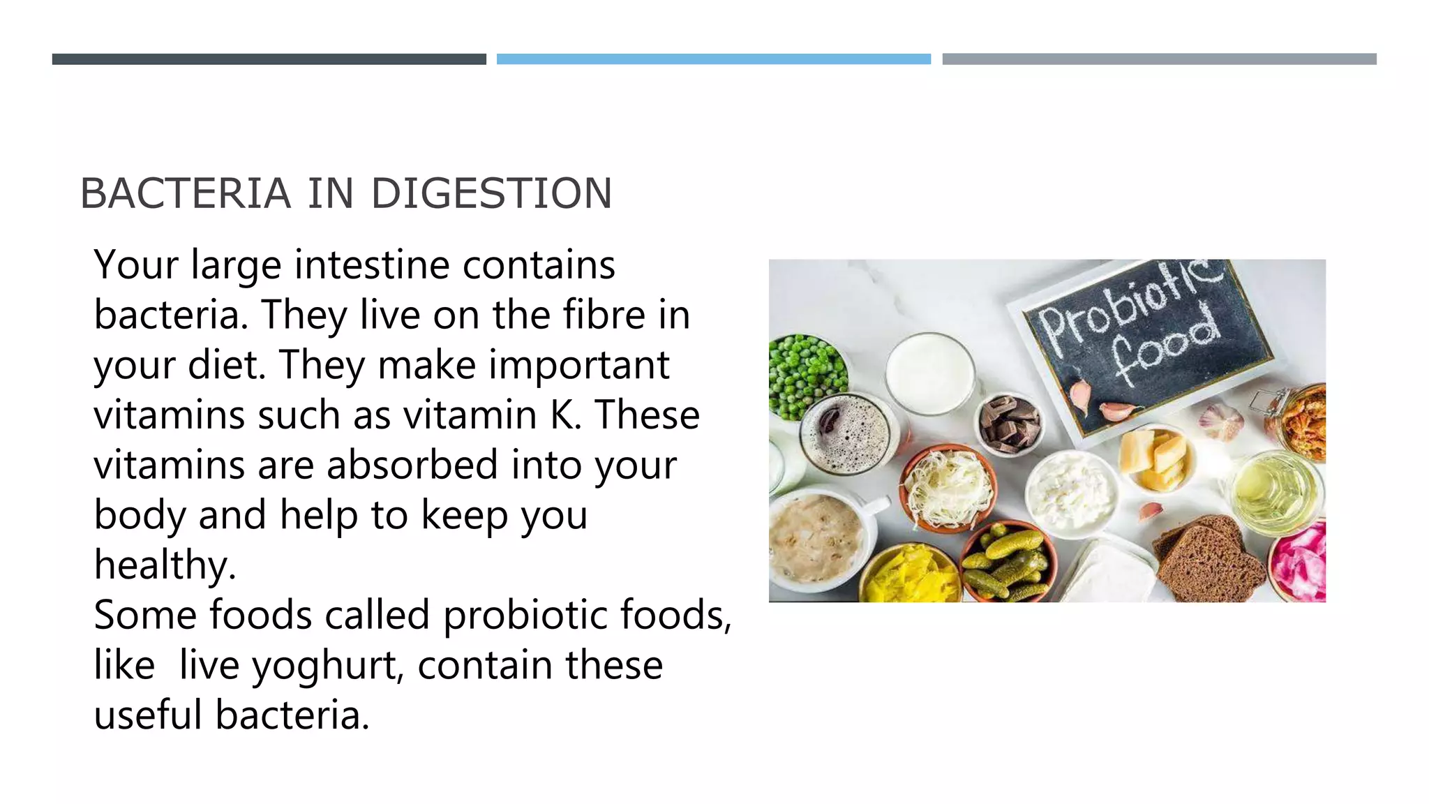 Bacteria and enzymes in digestion | PPTX