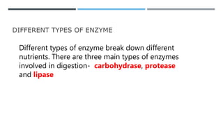 Bacteria and enzymes in digestion | PPTX
