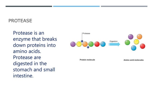 Bacteria and enzymes in digestion | PPT