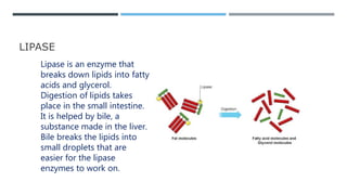 Bacteria and enzymes in digestion | PPTX
