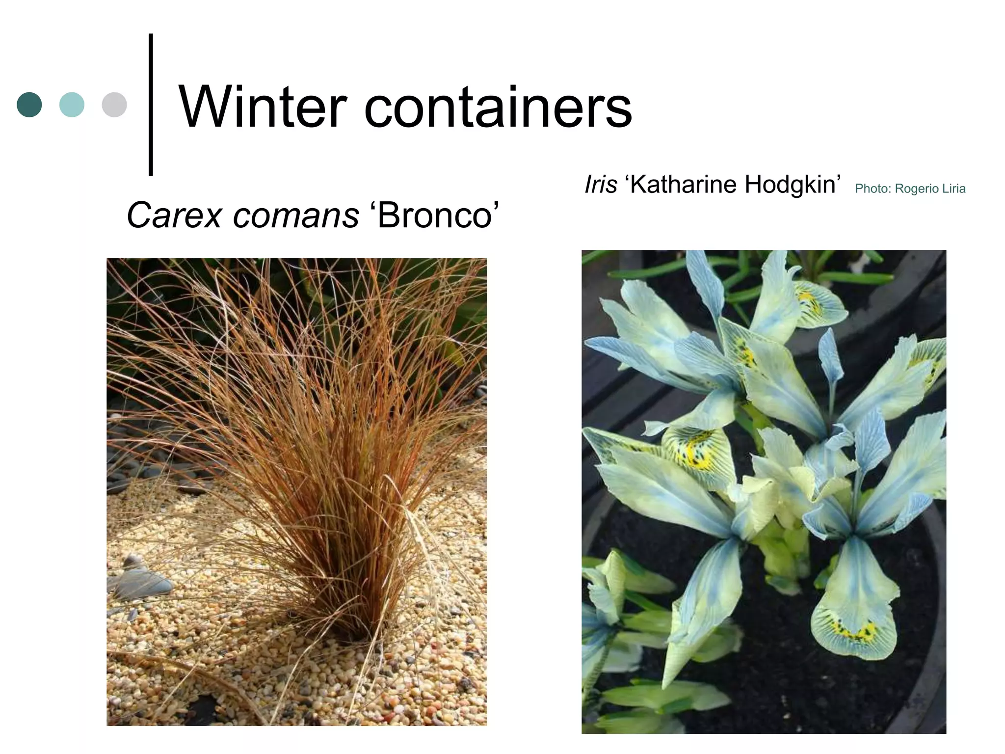 Week 23 plant examples | PPT