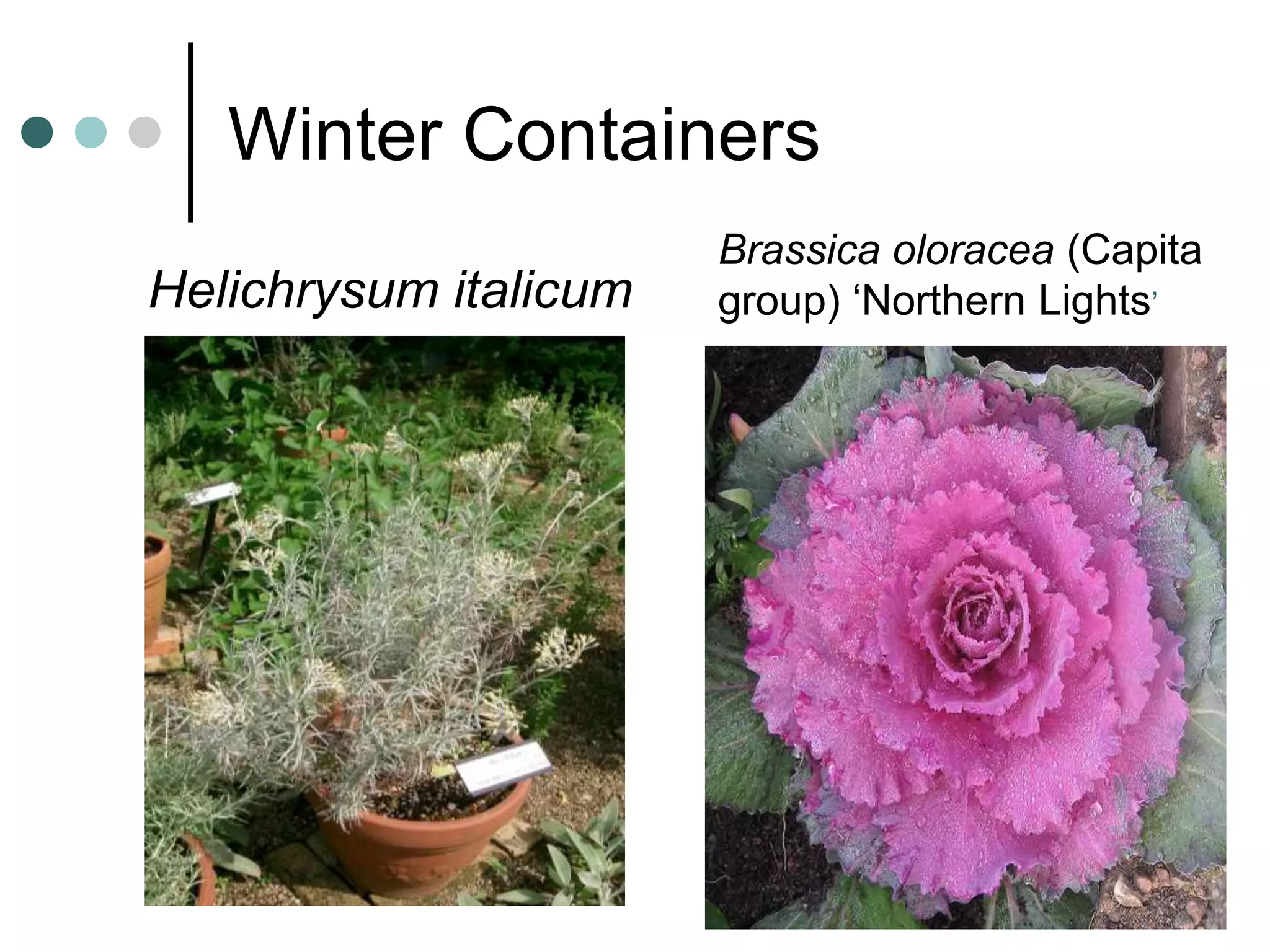 Week 23 plant examples | PPT