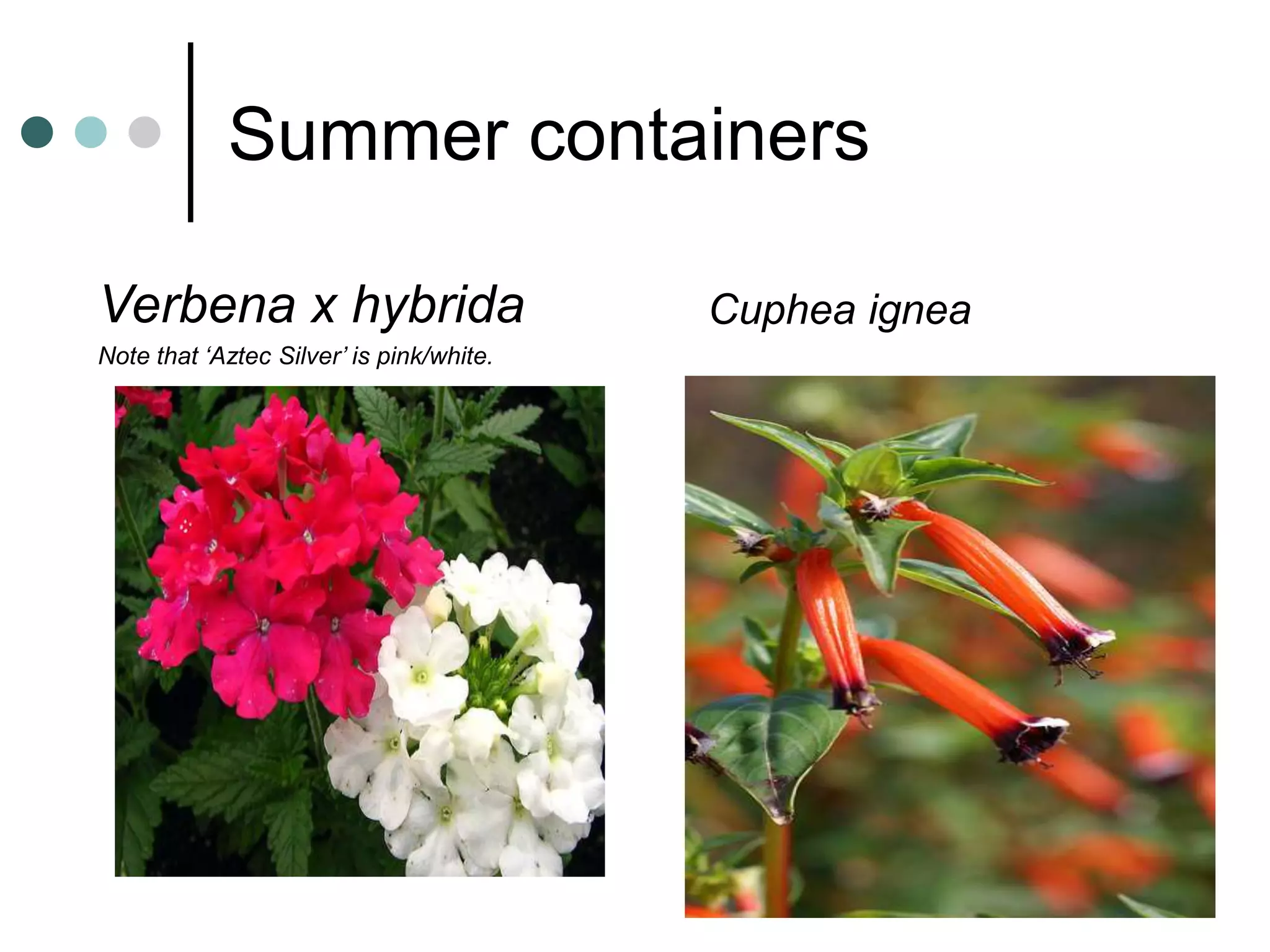 Week 23 plant examples | PPT