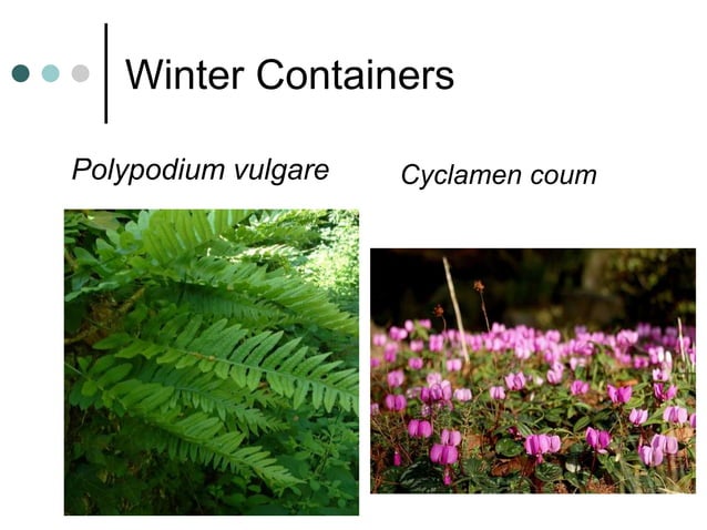 Week 23 plant examples | PPT