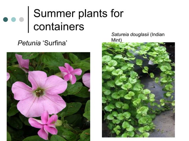 Week 23 plant examples | PPT