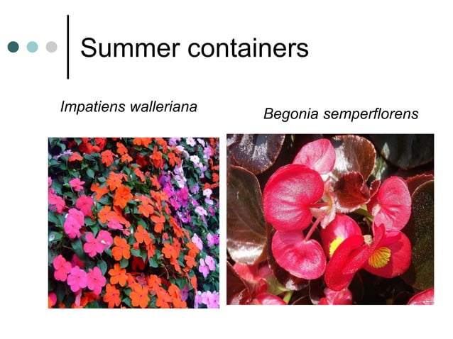 Week 23 plant examples | PPT