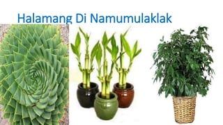 week 26 kinder learner material [Autosaved].pptx