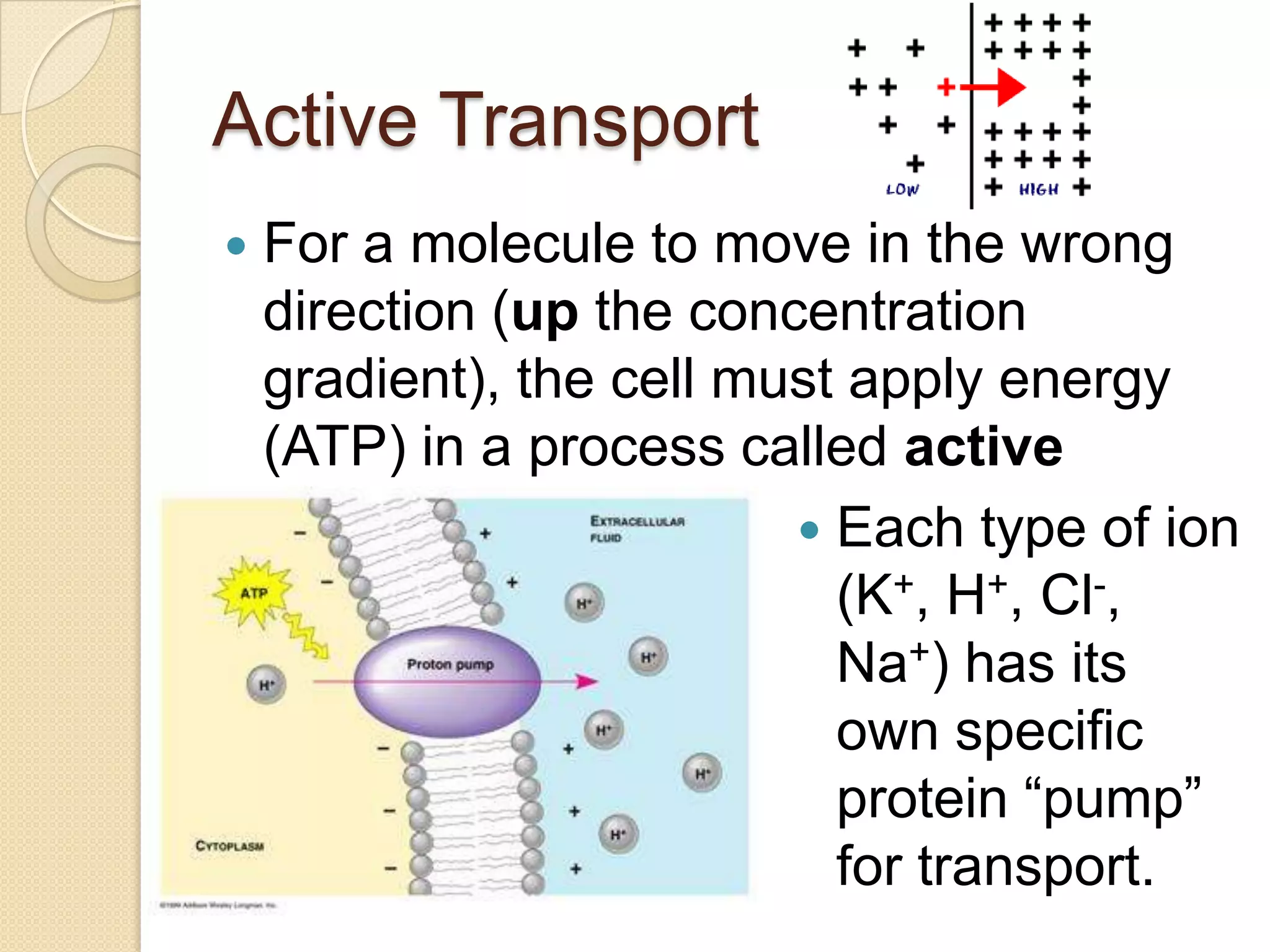 AP Biology - Week 2 Cells and Membranes | PPTX