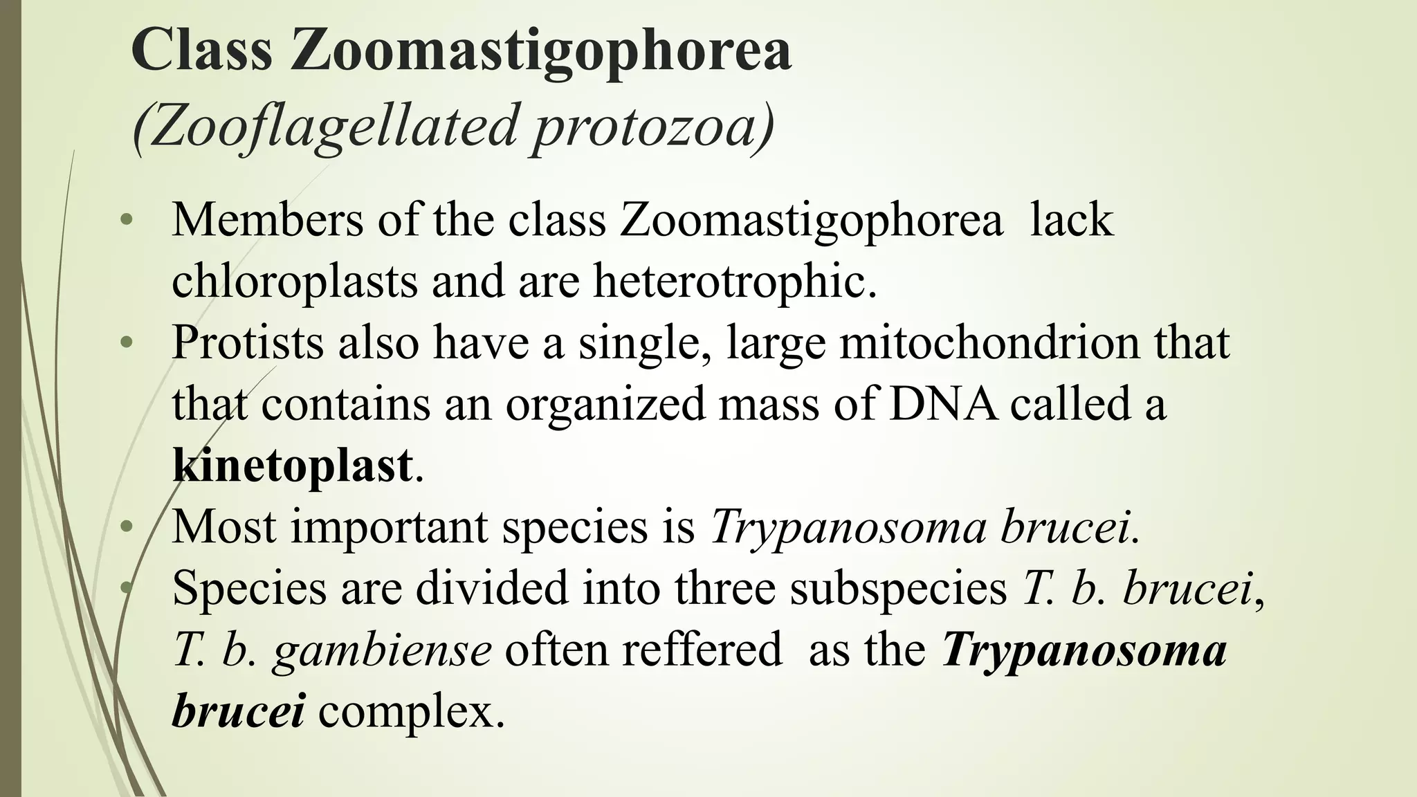 Protozoan Taxonomy | PPTX