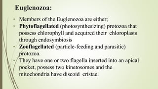 Protozoan Taxonomy | PPTX