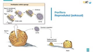 Week 2_ Protozoa, Porifera.pdf