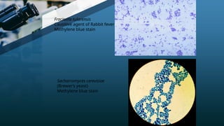 Staining Techniques , Protoplast and L Form Bacteria | PPTX
