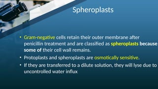 Staining Techniques , Protoplast and L Form Bacteria | PPTX