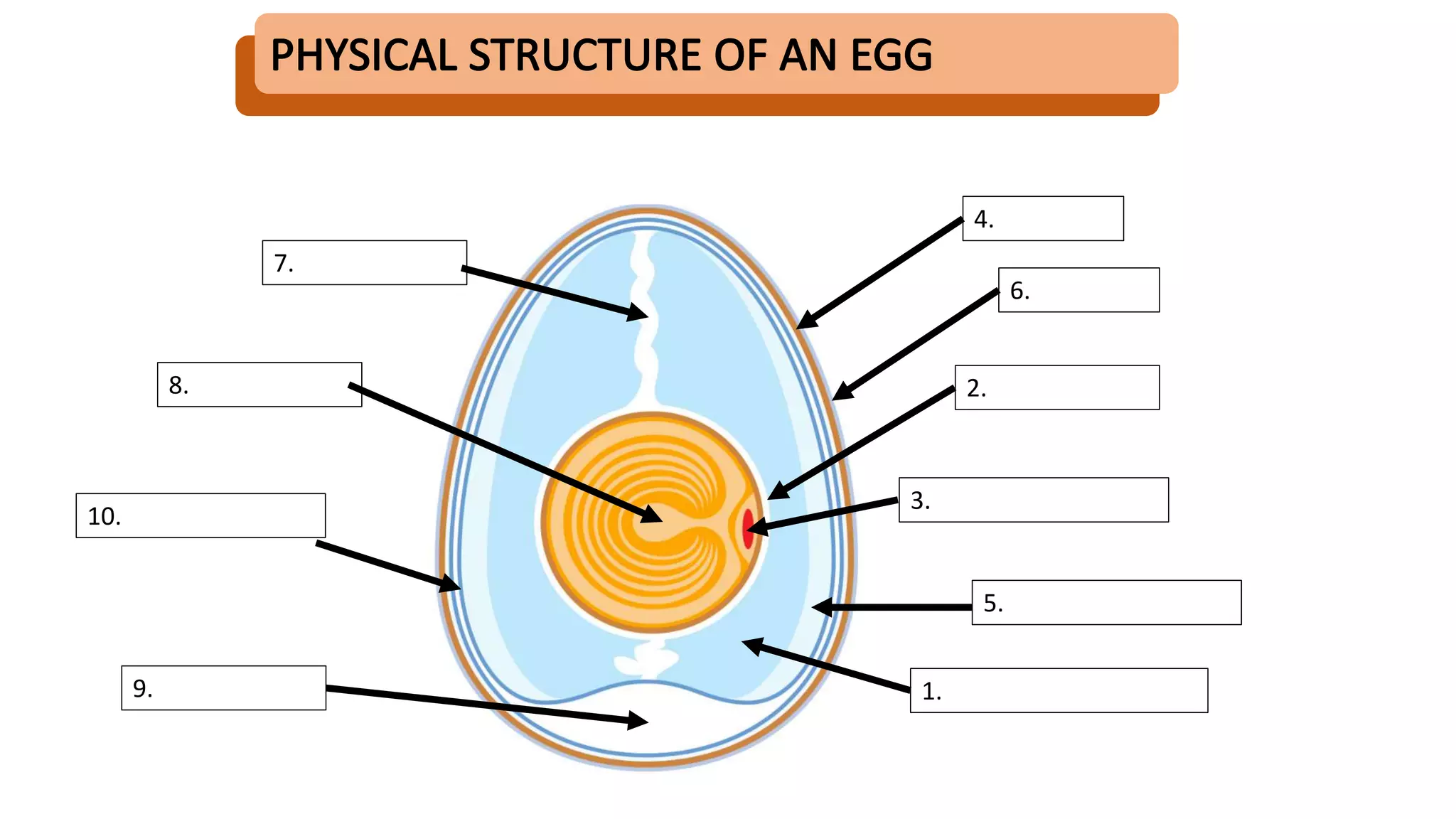 WEEK 2 STRUCTURE OF AN EGG.pptx