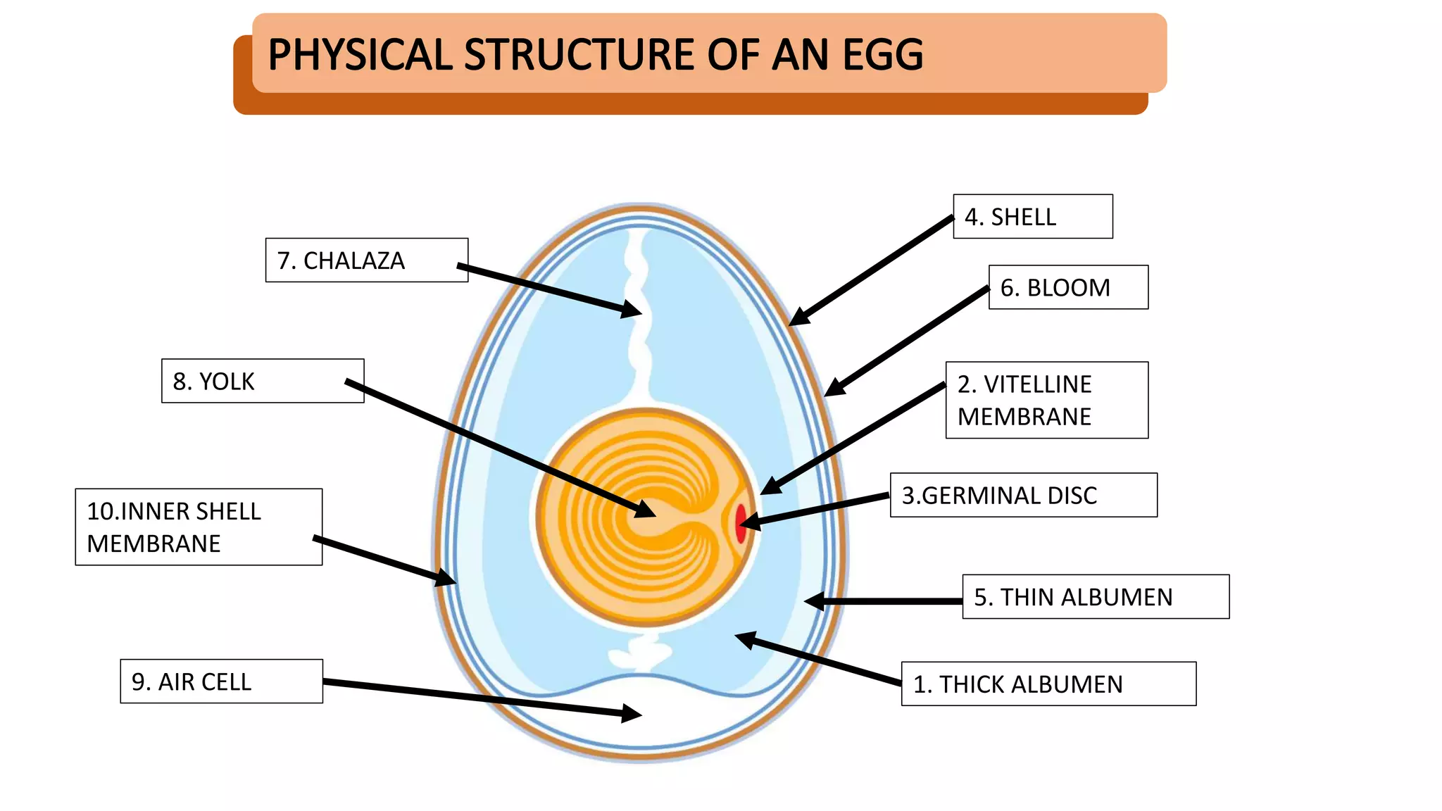 WEEK 2 STRUCTURE OF AN EGG.pptx