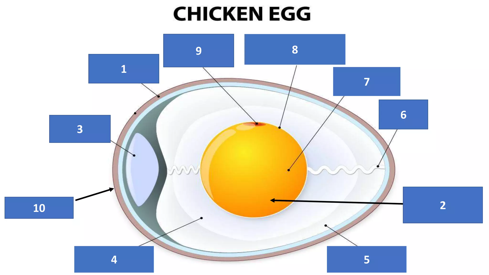 WEEK 2 STRUCTURE OF AN EGG.pptx