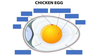 WEEK 2 STRUCTURE OF AN EGG.pptx