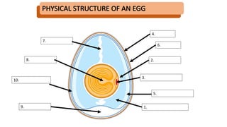 WEEK 2 STRUCTURE OF AN EGG.pptx