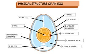 WEEK 2 STRUCTURE OF AN EGG.pptx