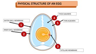 WEEK 2 STRUCTURE OF AN EGG.pptx