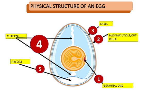 WEEK 2 STRUCTURE OF AN EGG.pptx