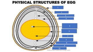WEEK 2 STRUCTURE OF AN EGG.pptx