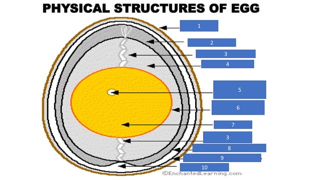 WEEK 2 STRUCTURE OF AN EGG.pptx