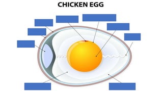 WEEK 2 STRUCTURE OF AN EGG.pptx