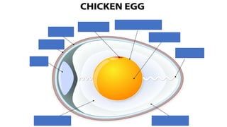 WEEK 2 STRUCTURE OF AN EGG.pptx