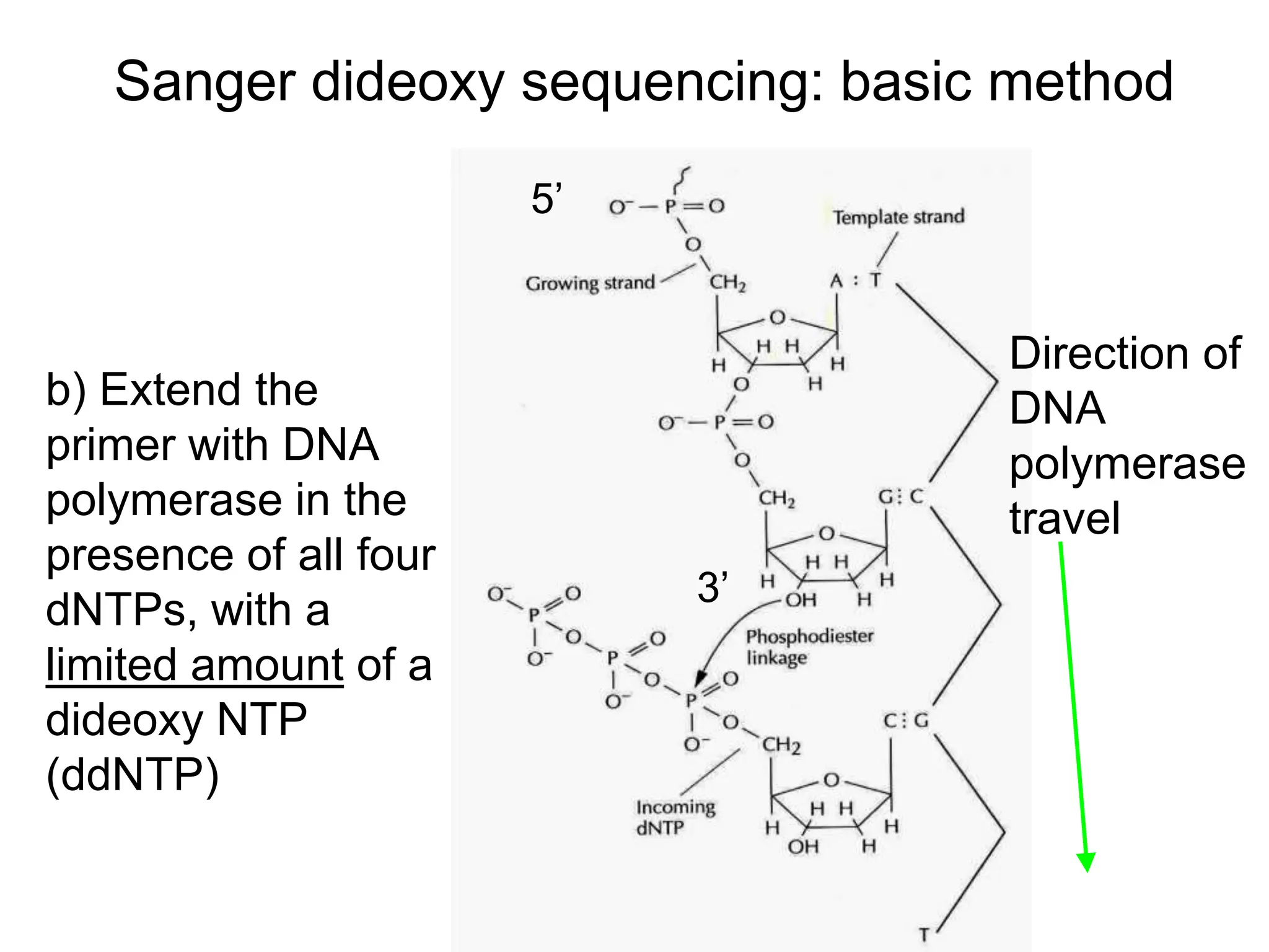 DNA Sequencing: History, methods and NGS | PPT