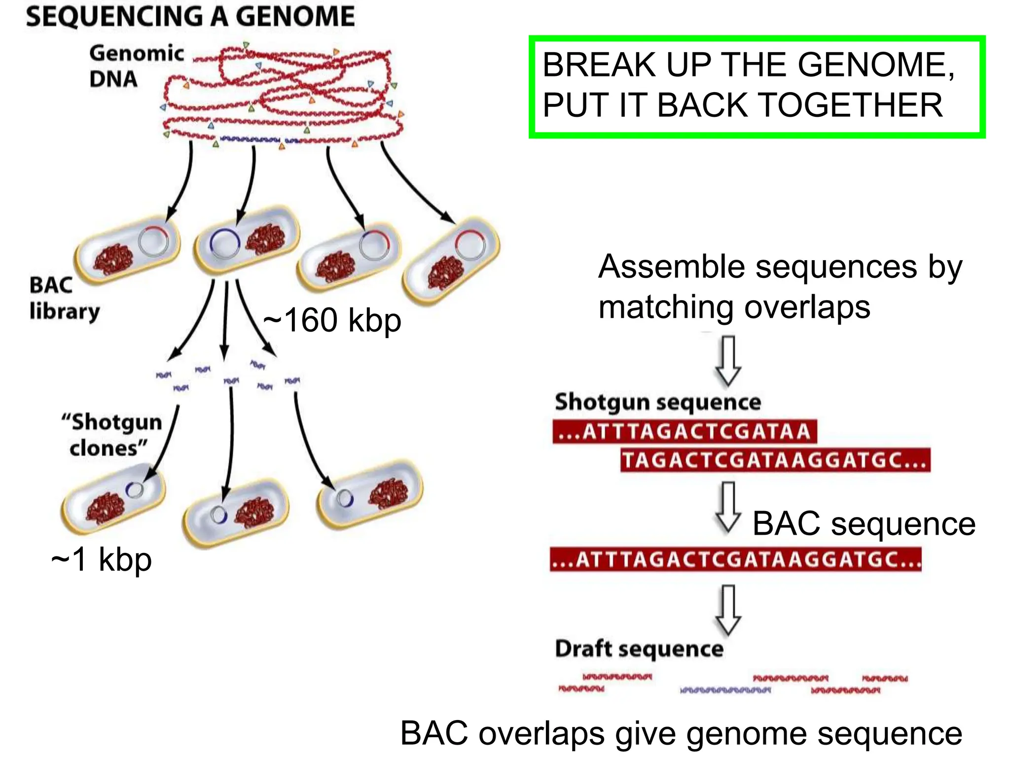 DNA Sequencing: History, methods and NGS | PPT