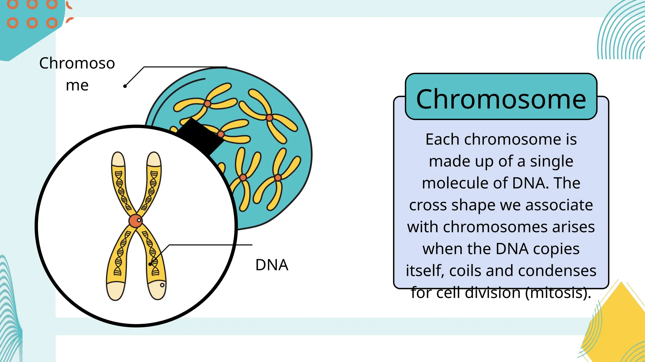 WEEK 3-GENETIC INHERITANCE AND ITS TYPES | PPTX