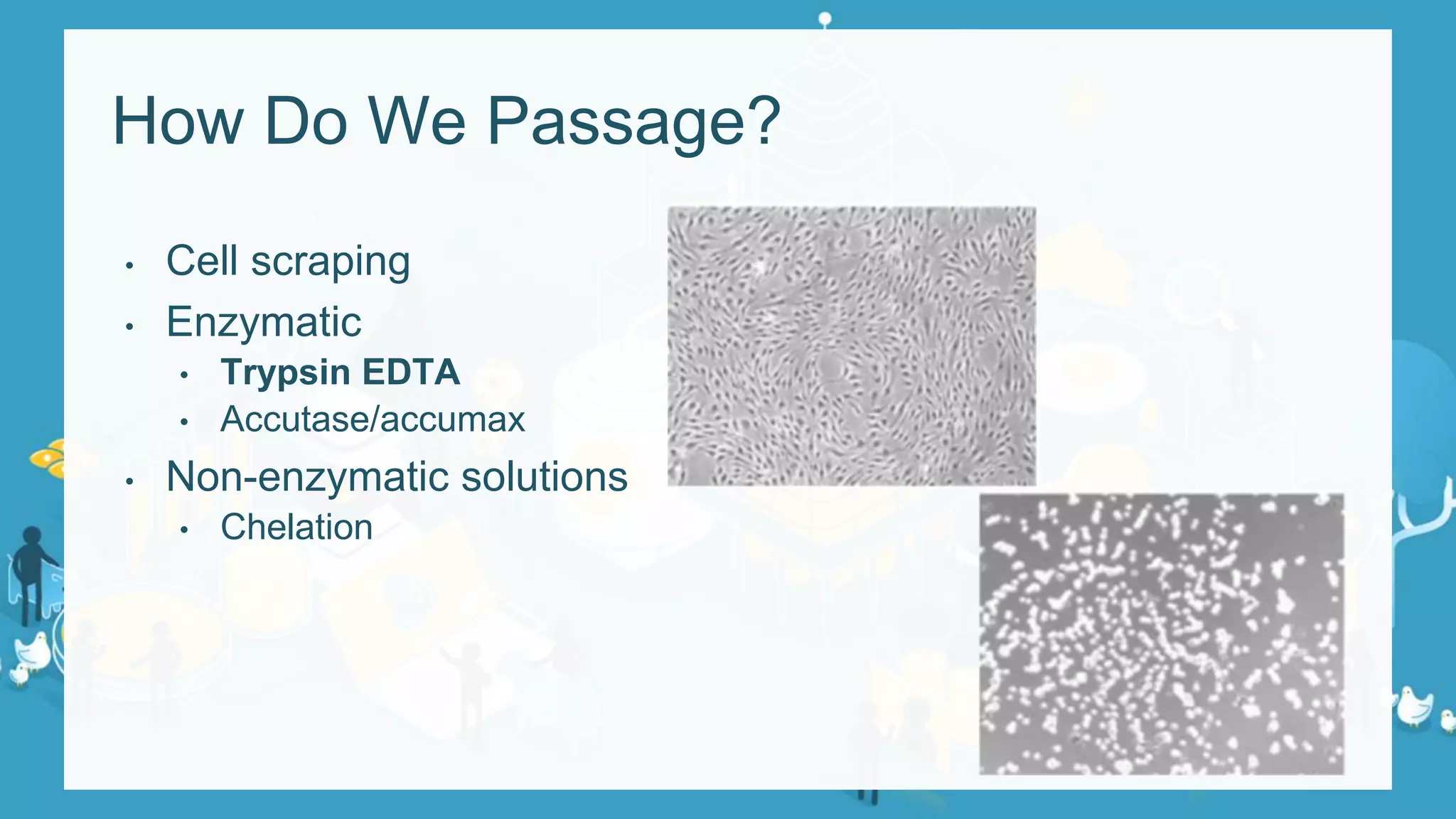 Week 3 - Cell Passaging.pptx
