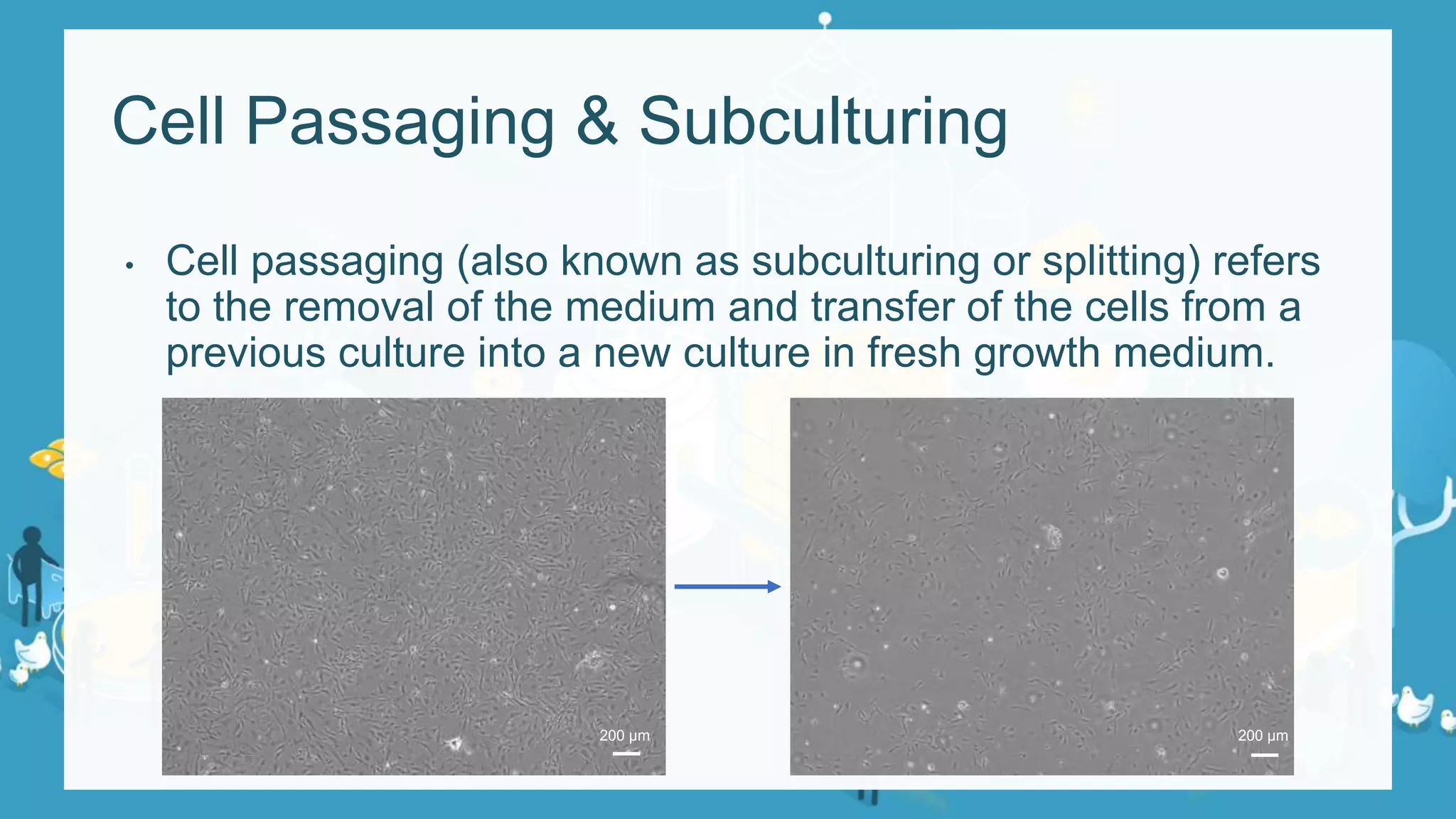 Week 3 - Cell Passaging.pptx