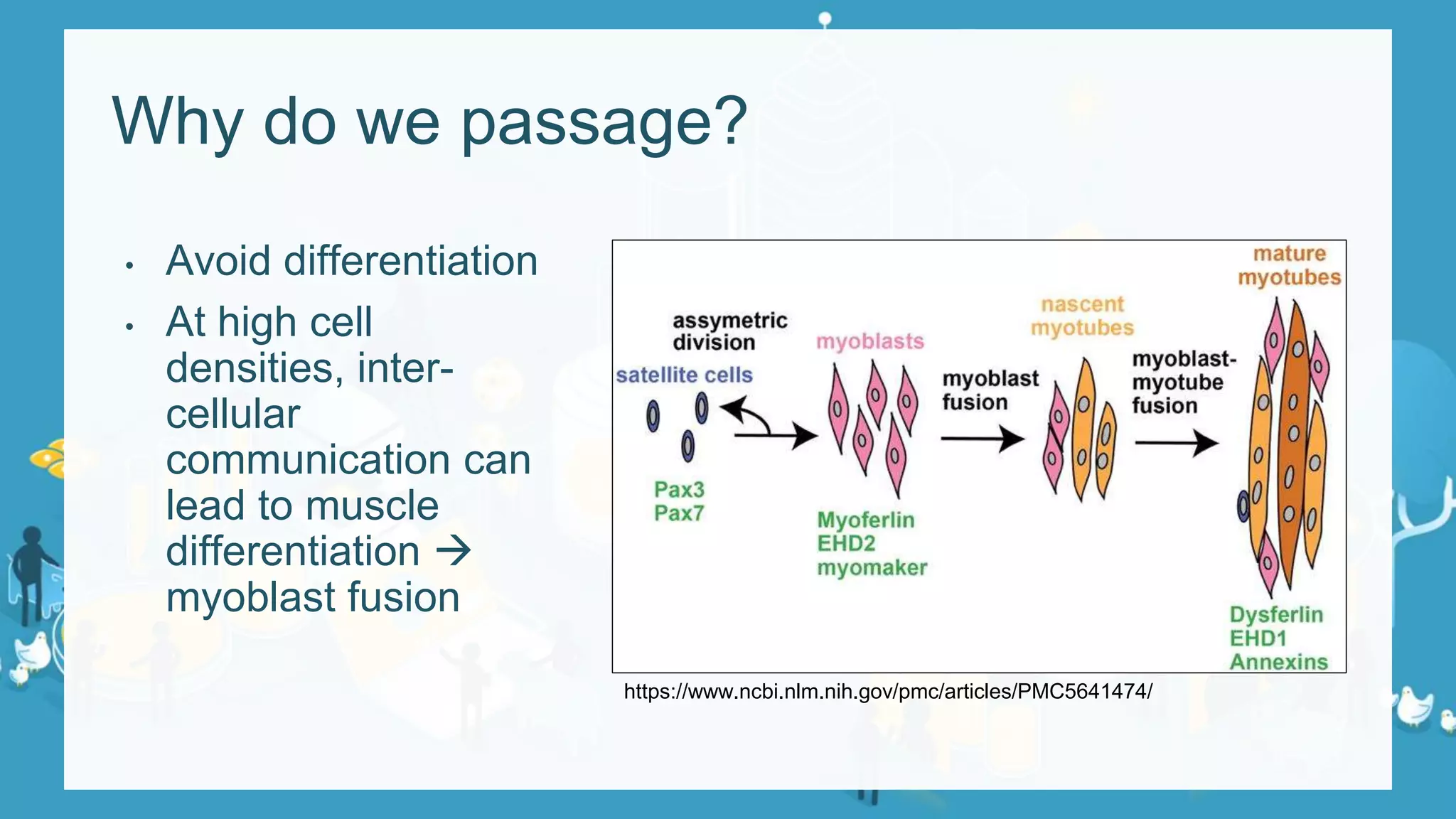 Week 3 - Cell Passaging.pptx