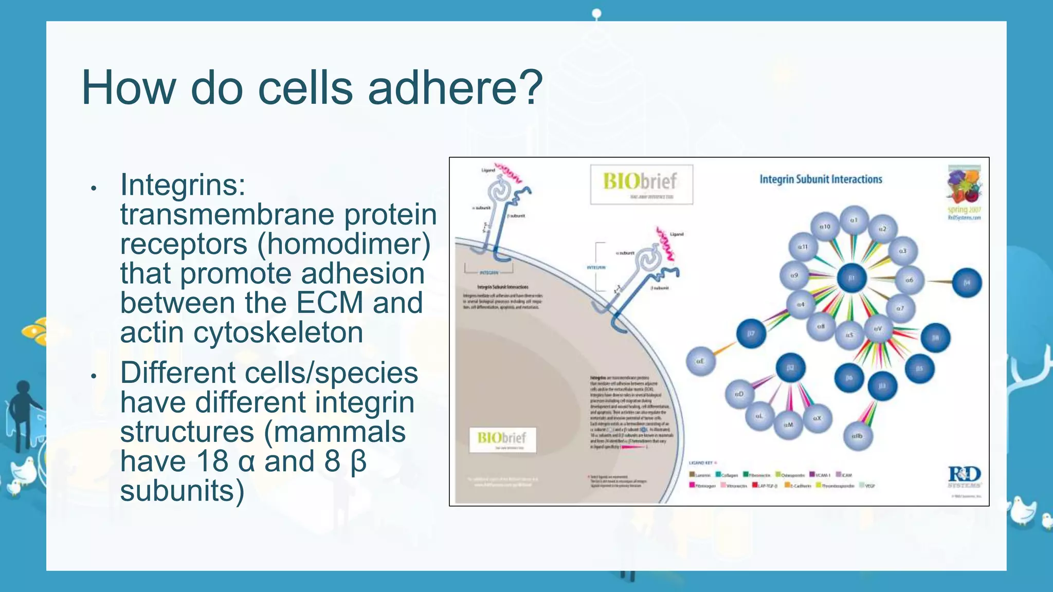 Week 3 - Cell Passaging.pptx