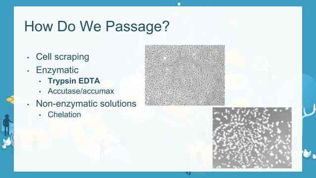 Week 3 - Cell Passaging.pptx